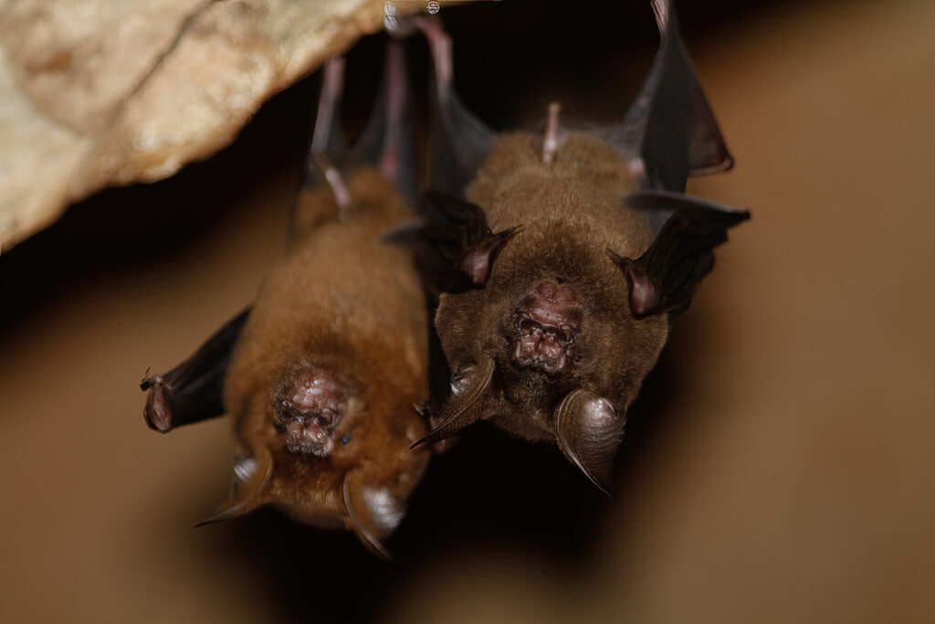 Himalayan Leaf-nosed Bat (Hipposideros armiger) - Hong Kong Bat Radar