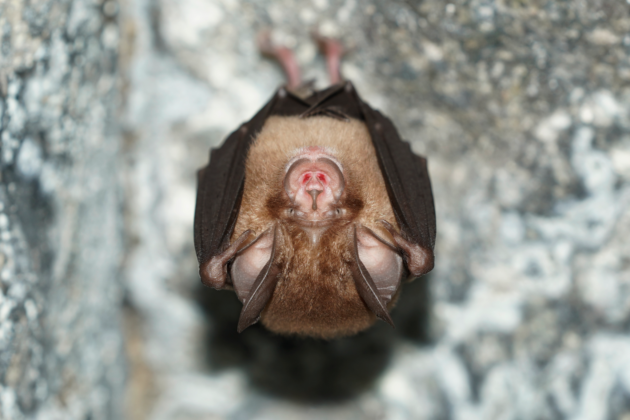 中華菊頭蝠 Rhinolophus sinicus - 香港蝙蝠資訊站