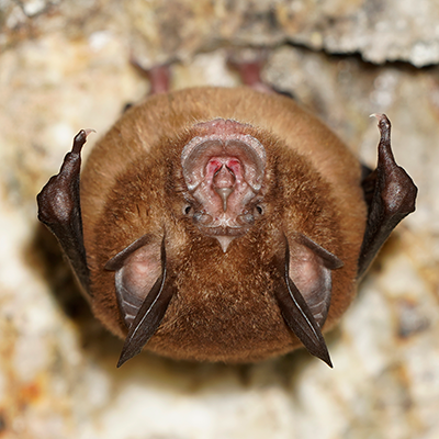 Chinese Horseshoe Bat (Rhinolophus sinicus) - Hong Kong Bat Radar