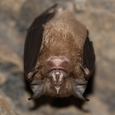 Intermediate Horseshoe Bat (Rhinolophus affinis) - Hong Kong Bat Radar