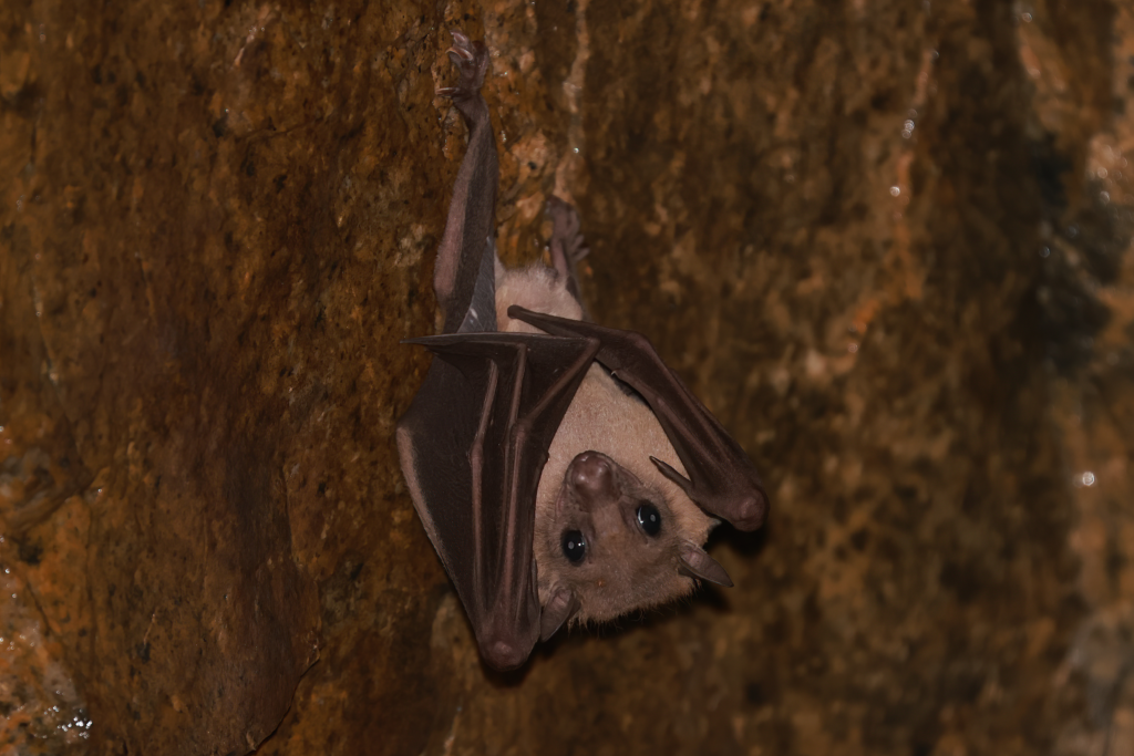 棕果蝠 Rousettus leschenaultii - 香港蝙蝠資訊站