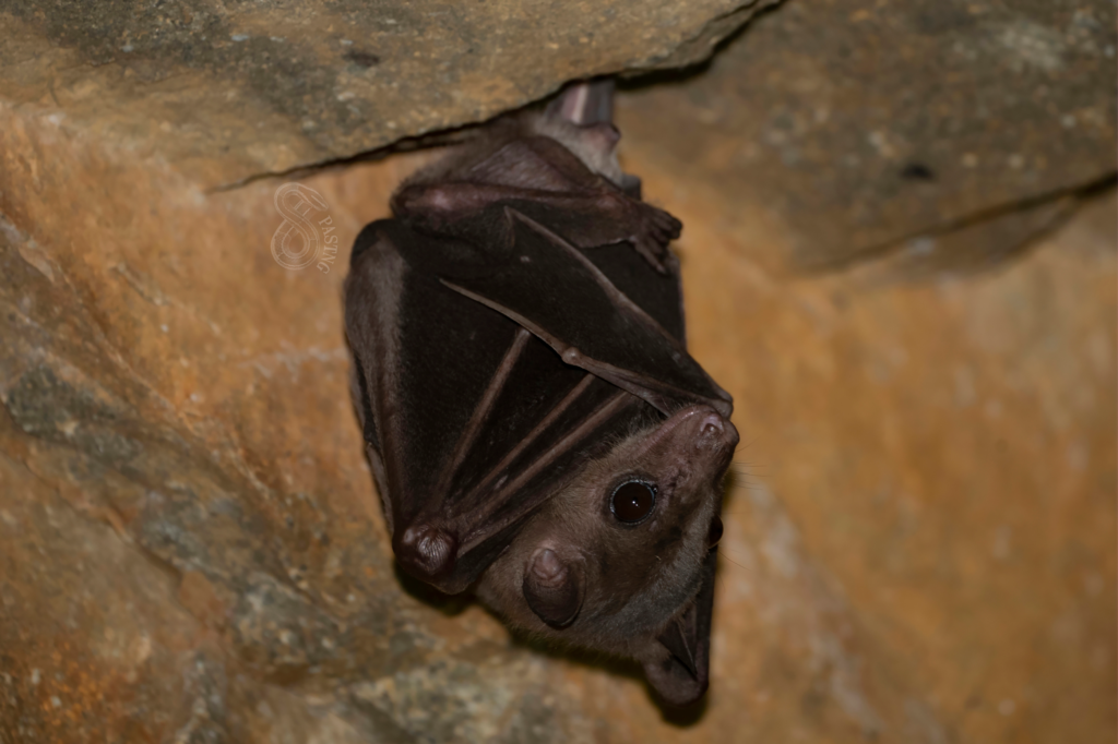 棕果蝠 Rousettus leschenaultii - 香港蝙蝠資訊站