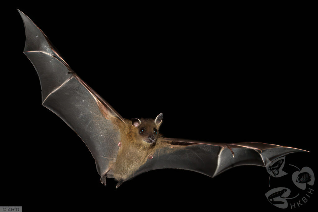 Short-nosed Fruit Bat (Cynopterus sphinx) - Hong Kong Bat Radar