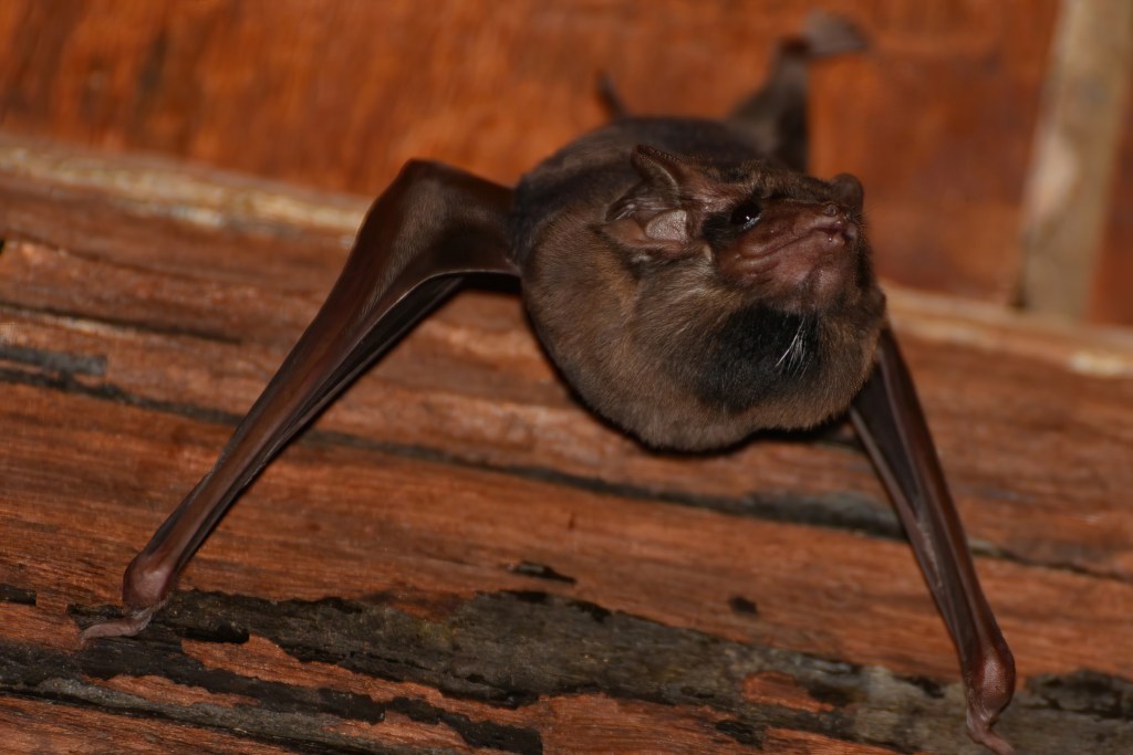 Black-bearded Tomb Bat (Taphozous melanopogon) - Hong Kong Bat Radar